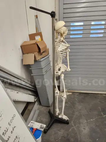 Plastic Skeleton | GovDeals